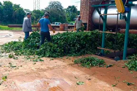 Nuevo secadero de yerba mate en Fracrán con capacidad para procesar 3,5 ...
