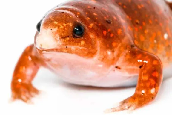 Descubrieron en el Amazonas una ‘rana zombi’ que emerge de la tierra ...