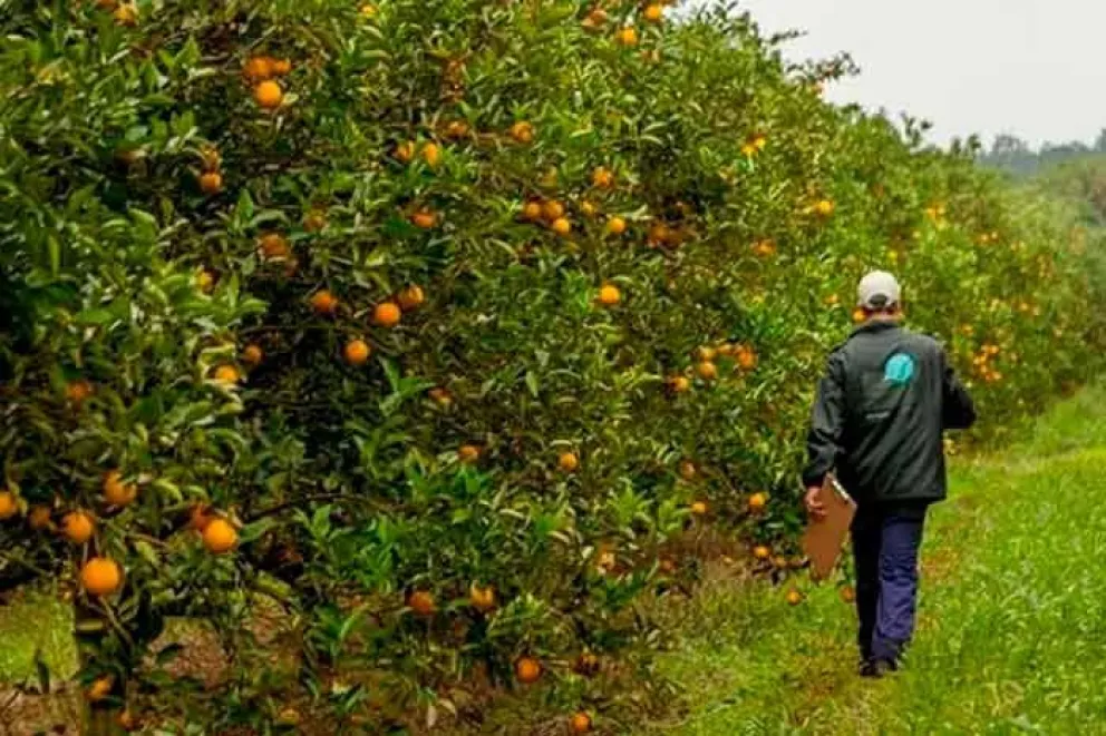 Presentaron Nueva Cartilla Sobre Enfermedades De Cítricos En Misiones