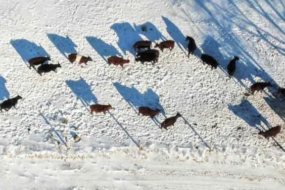 Así es el ‘Proyecto Zoonomia’: cómo el genoma de 240 especies de ...