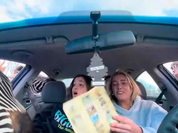 Paseaban en un safari cuando fueron atacadas por un grupo de cebras | Diario Noticias De La ...