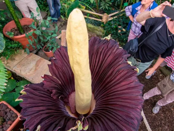 Robaron la flor más grande y apestosa del mundo | Diario Noticias De La ...