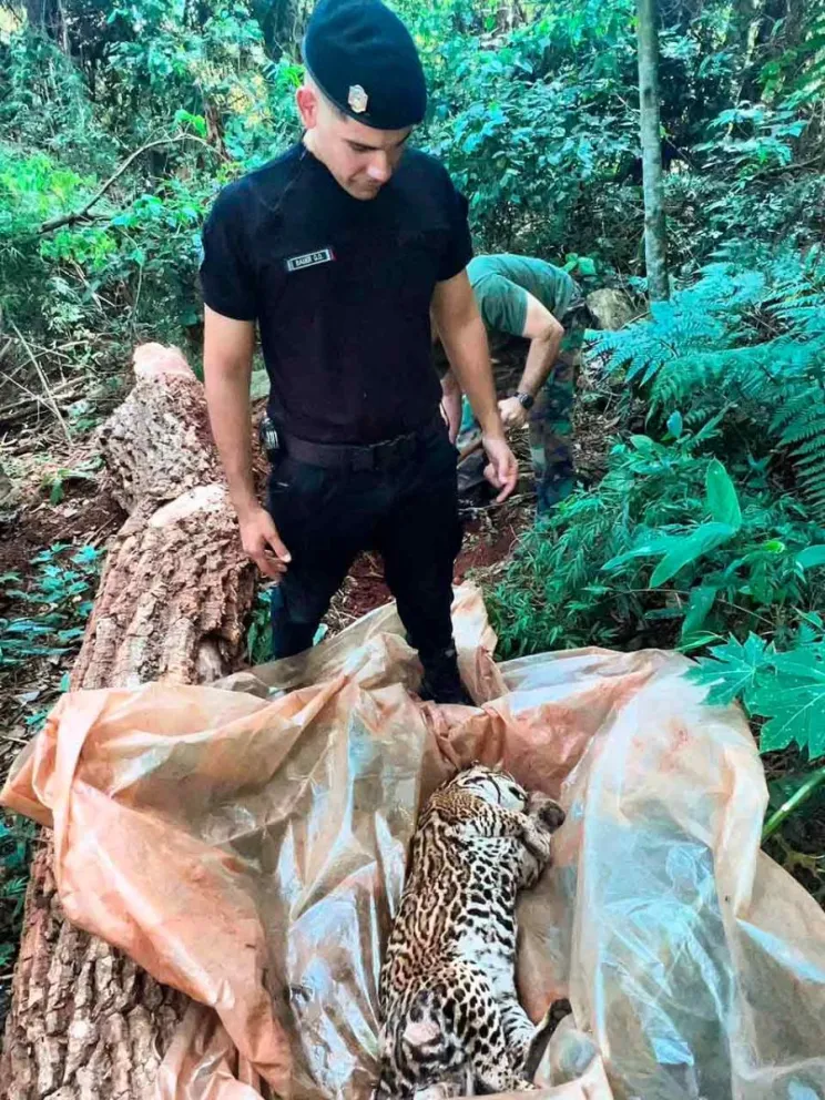 Investigan un nuevo caso de atropellamiento de fauna en Misiones ...