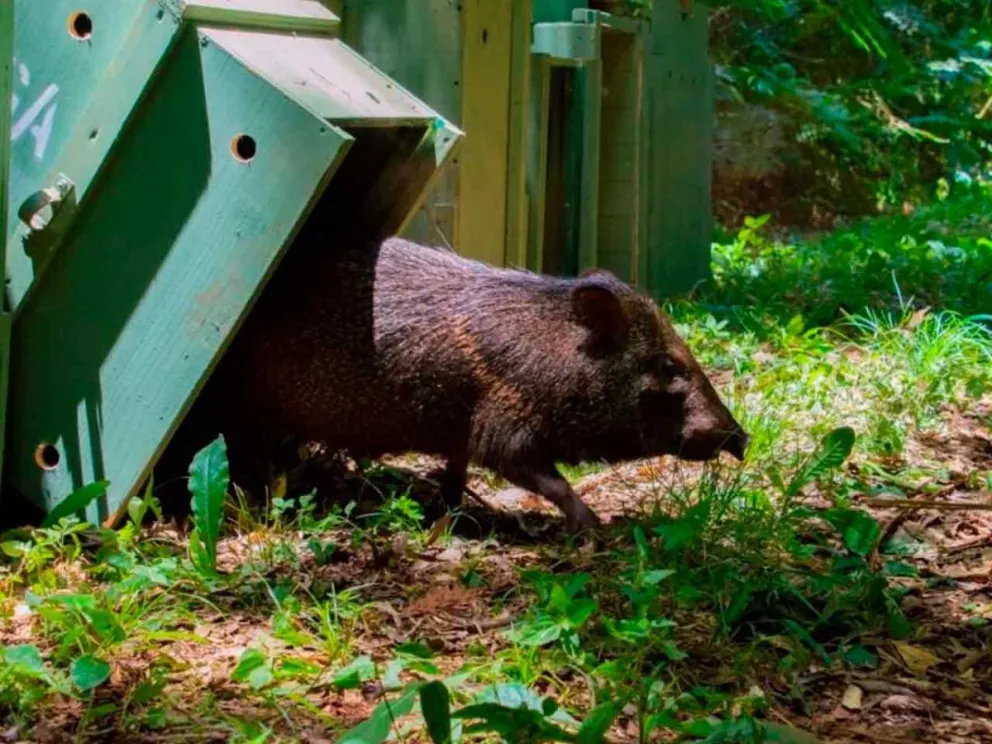 Fueron liberados siete pecaríes de collar en una reserva de Misiones para fortalecer la fauna ...